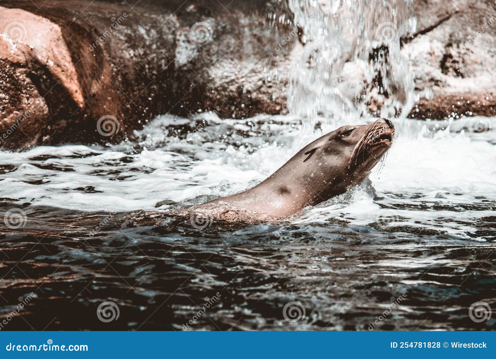 Sea Lion Swimming in a Pool Stock Photo - Image of marine, splash ...