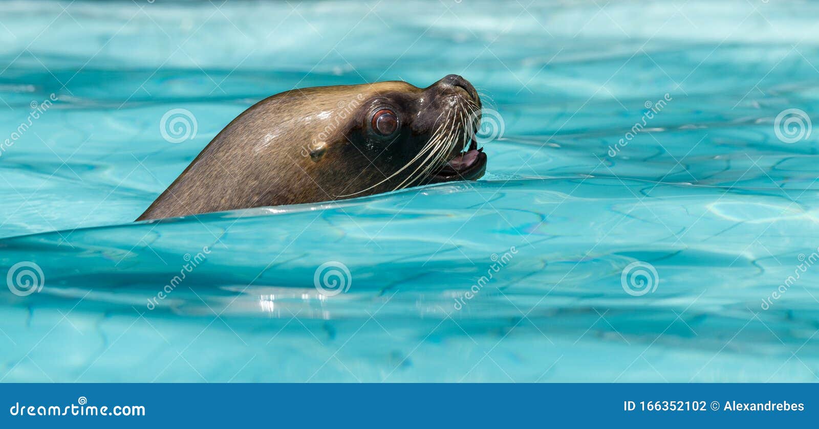 A Sea Lion Swimming in a Pool during a Show Stock Photo - Image of ...