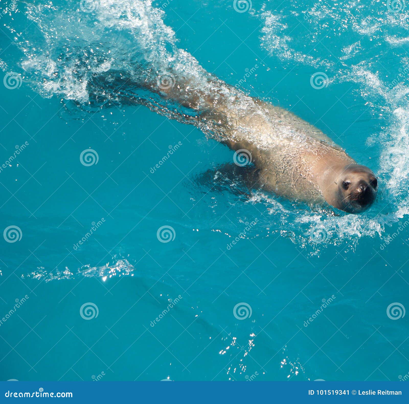 Sea lion swimming stock image. Image of outdoors, swimming - 101519341