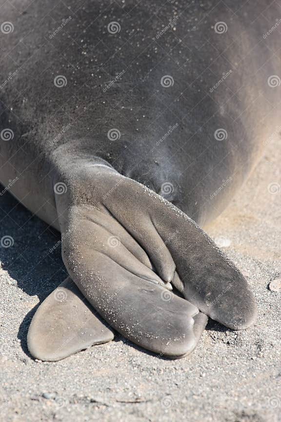 Sea Lion Tail stock photo. Image of tail, sand, gray - 13521872