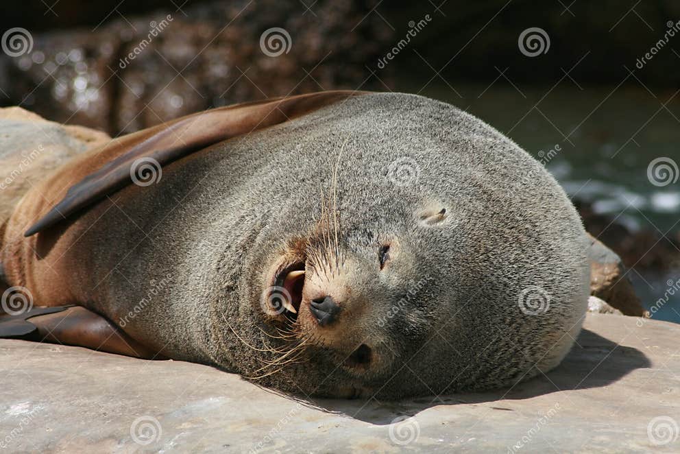 Sea lion teeth stock photo. Image of teeth, beach, eyes - 16609058