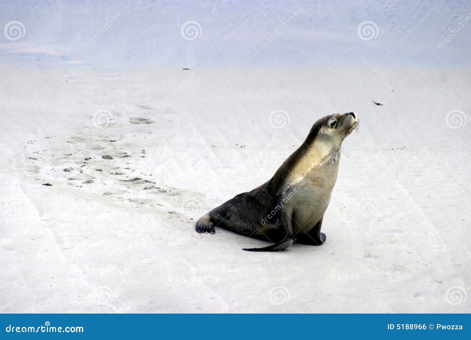 Sea Lion Walk stock photo. Image of south, seals, sealion - 5188966