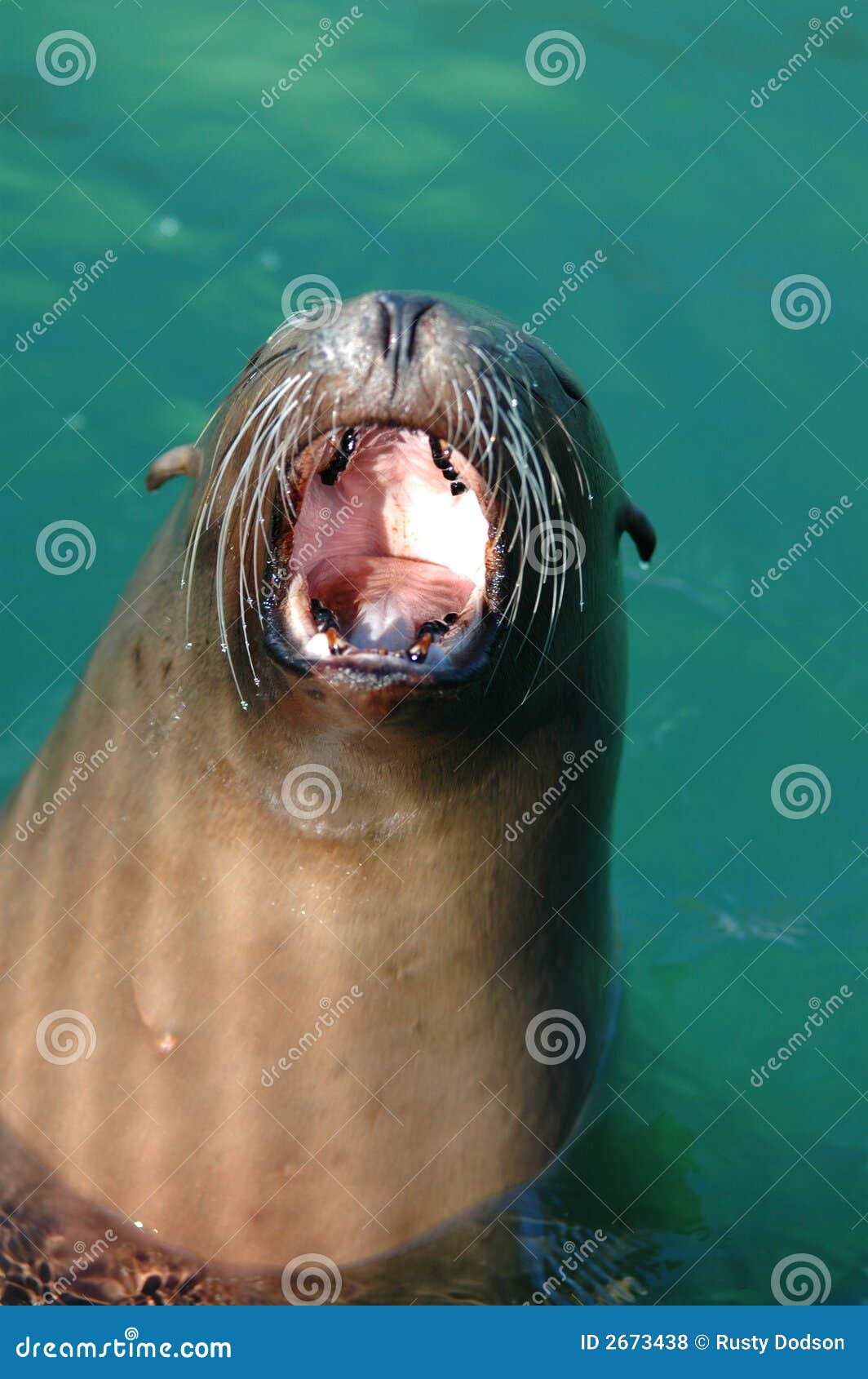 Sea Lion Yawn stock photo. Image of mammal, lion, tongue - 2673438