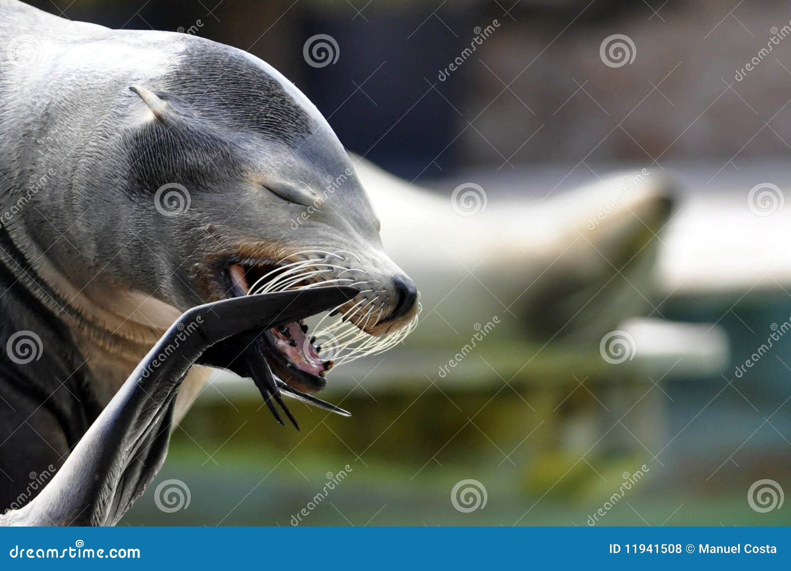 Sea lion yawning stock photo. Image of mouth, yawn, wave - 11941508
