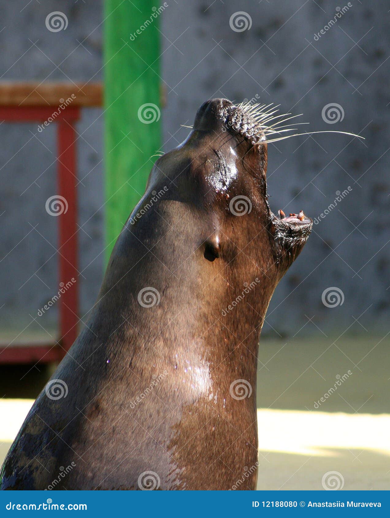 Sea lion yawns. stock photo. Image of yawn, mouth, seal - 12188080
