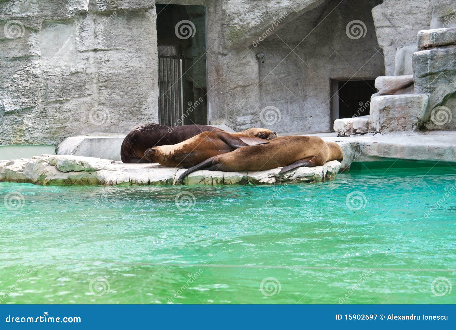 Sea lions stock image. Image of ball, streamline, animal - 15902697