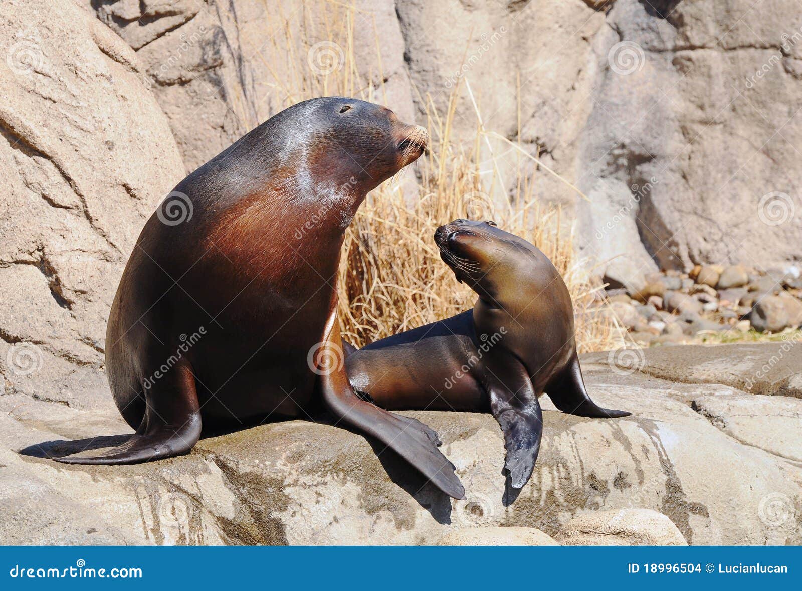 Sea lions stock photo. Image of fauna, pinniped, flipper - 18996504
