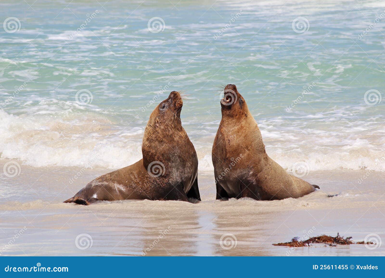 Sea lions stock image. Image of front, lion, lions, kangaroo - 25611455