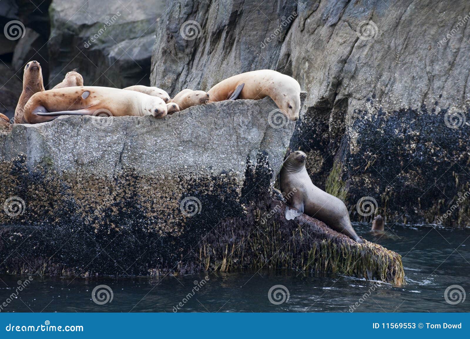 Sea lions on coastal rocks stock image. Image of water - 11569553