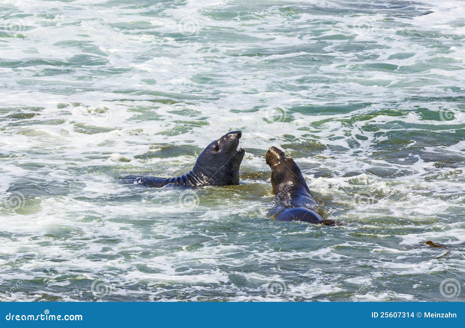 Sea Lions Fight in the Waves of the Ocean Stock Photo - Image of coast ...
