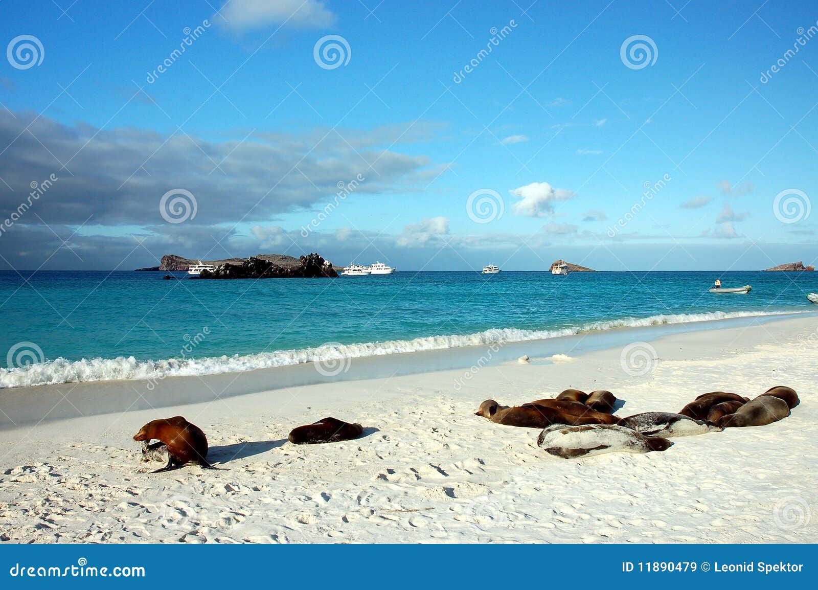 Sea Lions in Gardner Bay,Galapagos. Stock Image - Image of sand, rock ...