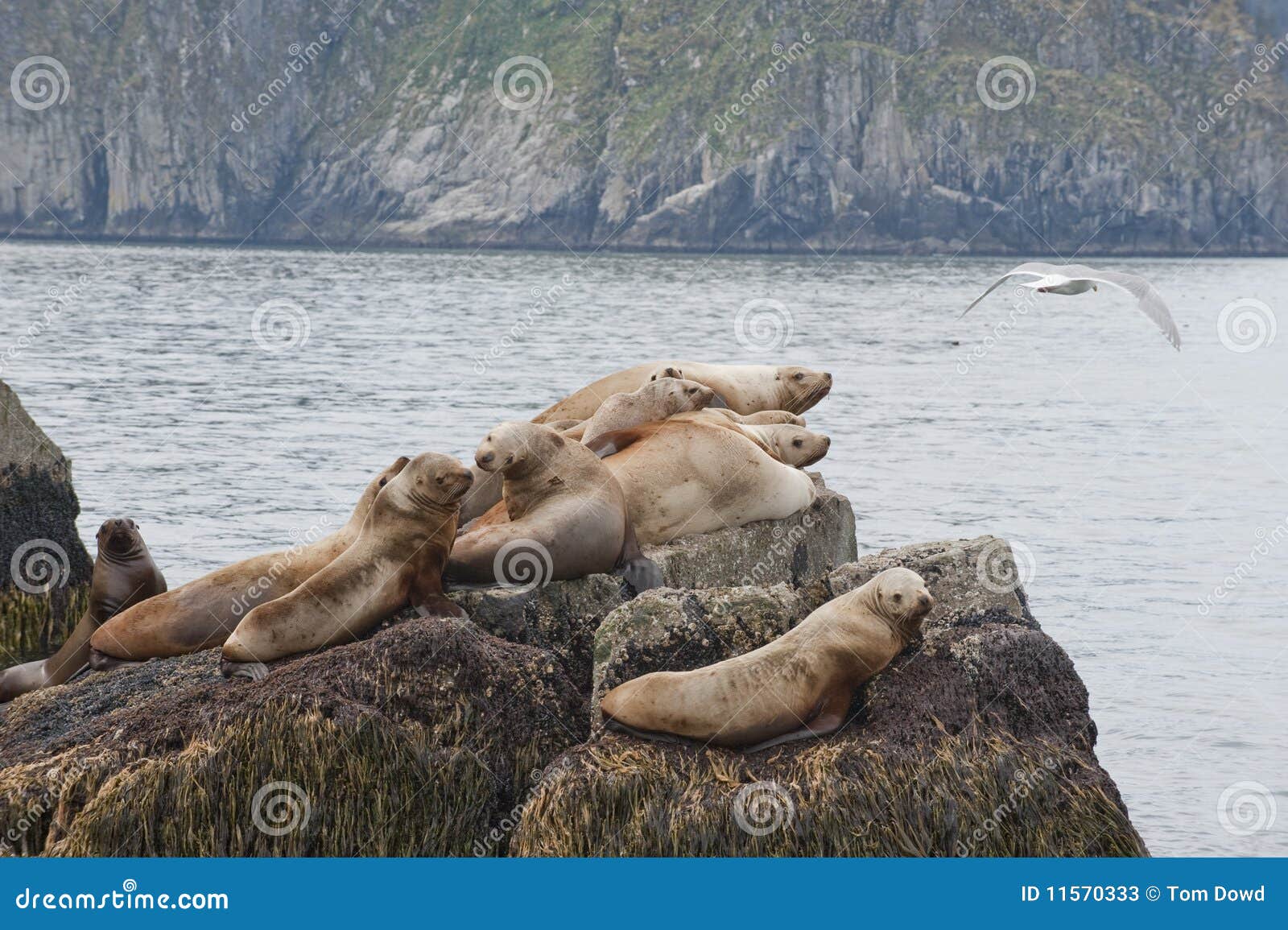 Sea lions on rock stock image. Image of closeup, resting - 11570333