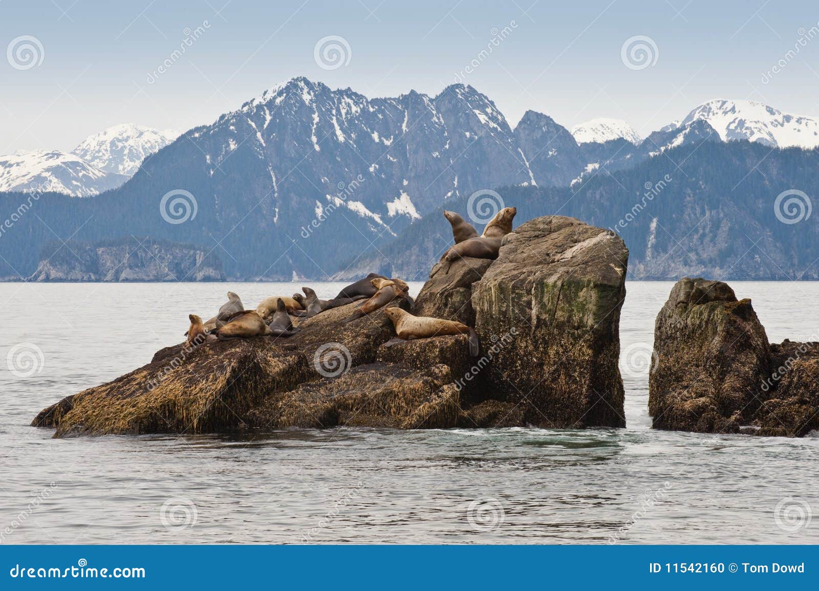 Sea lions on rocks stock photo. Image of lions, coastline - 11542160