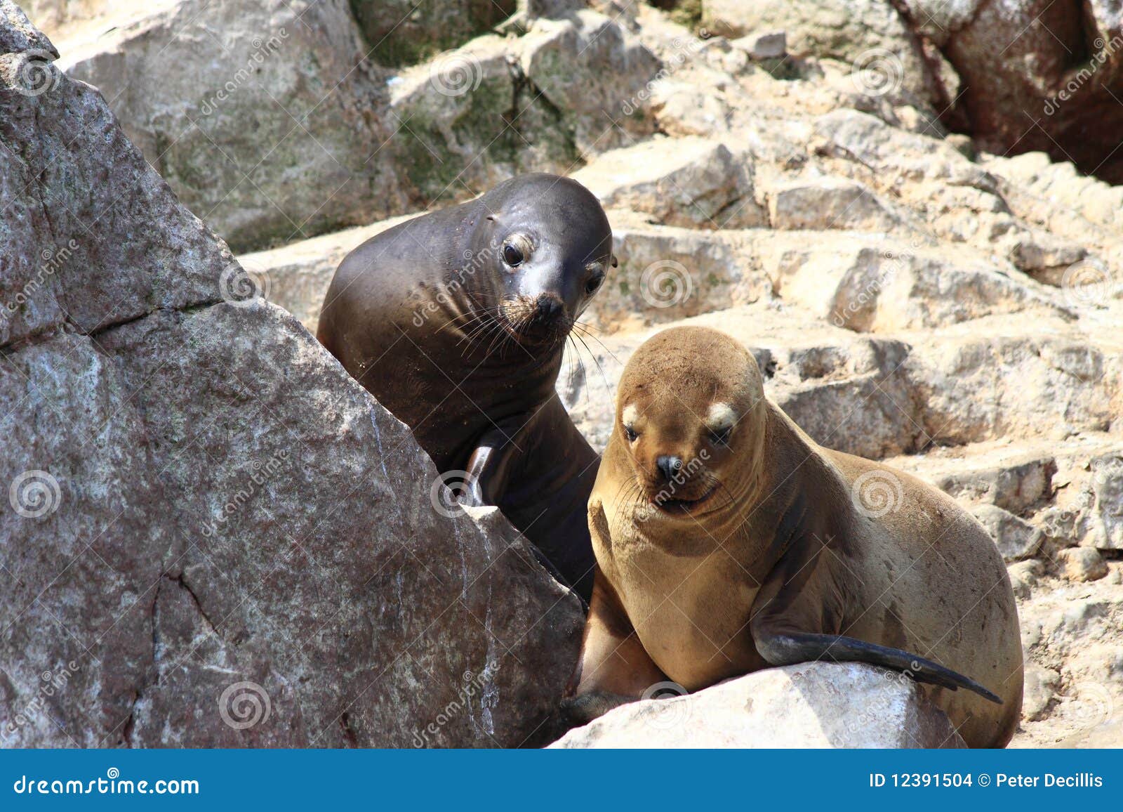 Sea lions on rocks stock photo. Image of brown, wild - 12391504