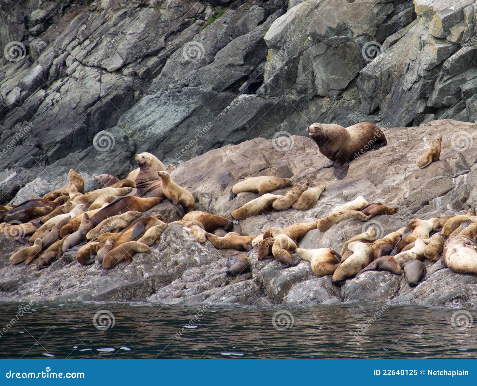 Sea Lions on the Rocks stock image. Image of wilds, wilderness - 22640125