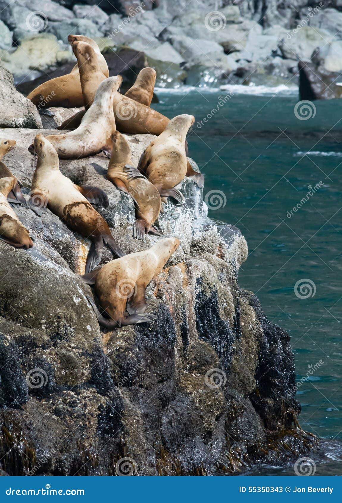 Sea lions on rocks stock image. Image of ocean, group - 55350343