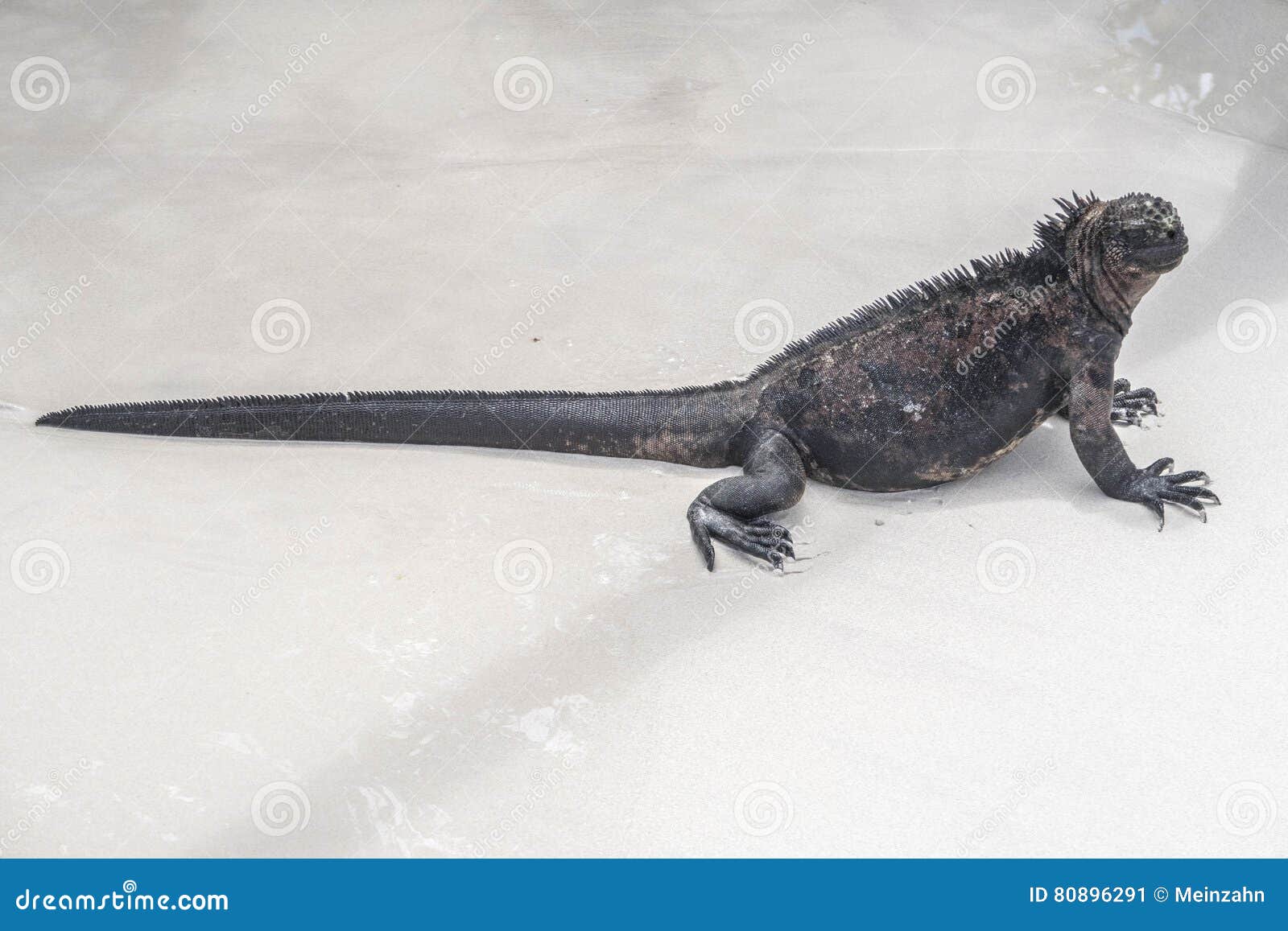 Sea Lizard on a Rock at the Beach Stock Image - Image of great ...