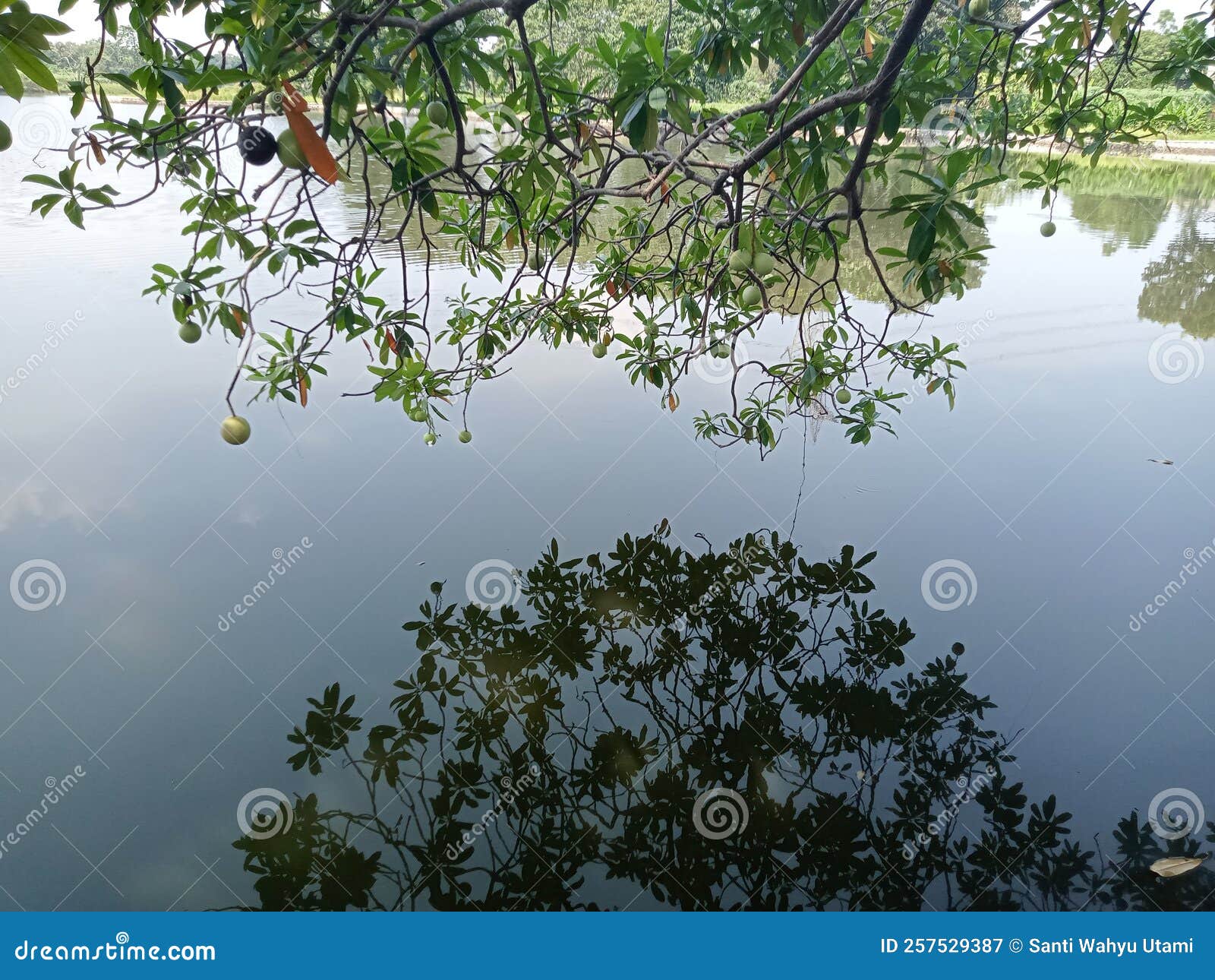 Sea Mango Fruit Tree and Its Shadow on the Lake Stock Image - Image of ...