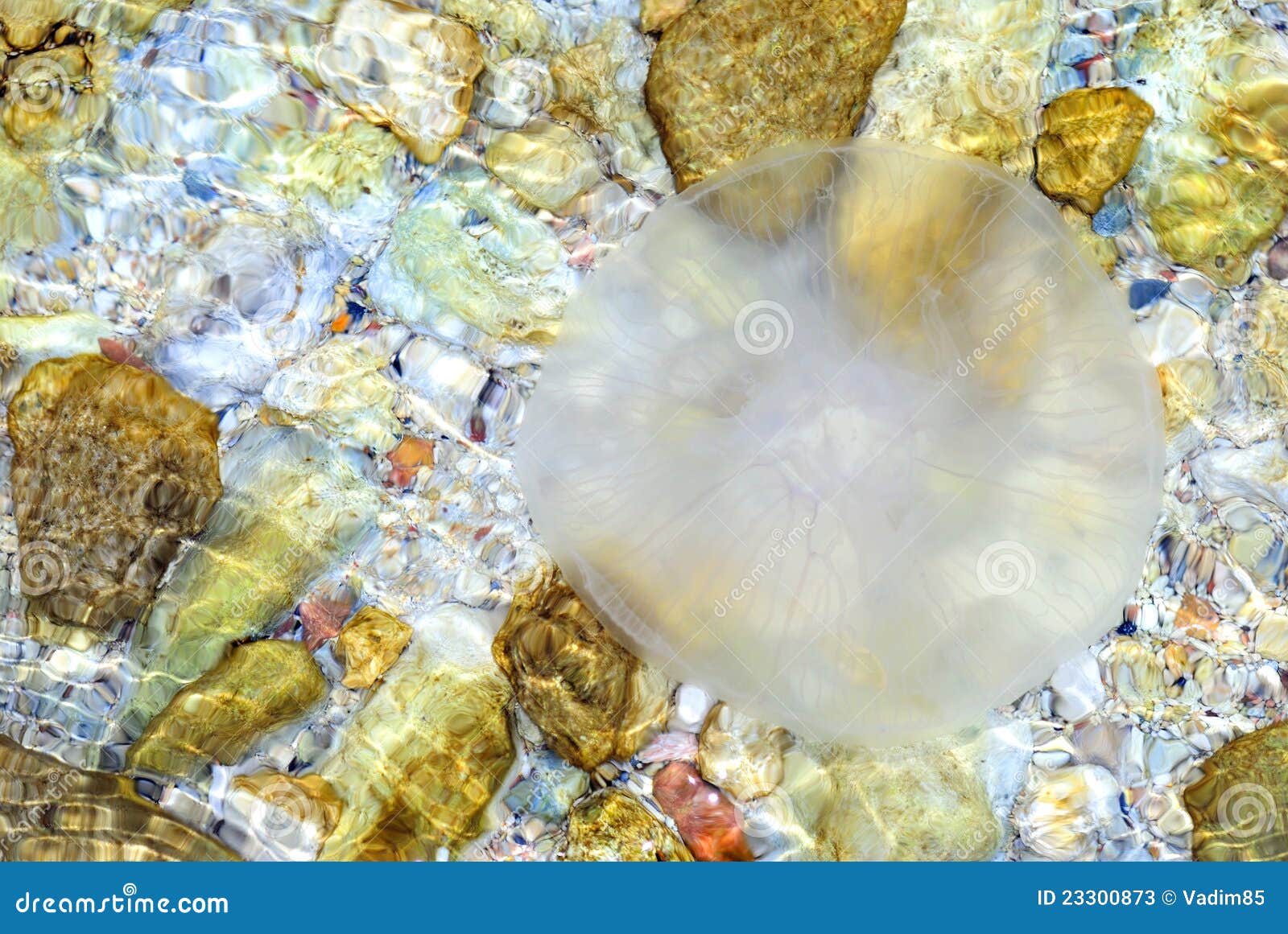 Sea medusa in water stock image. Image of varicoloured - 23300873