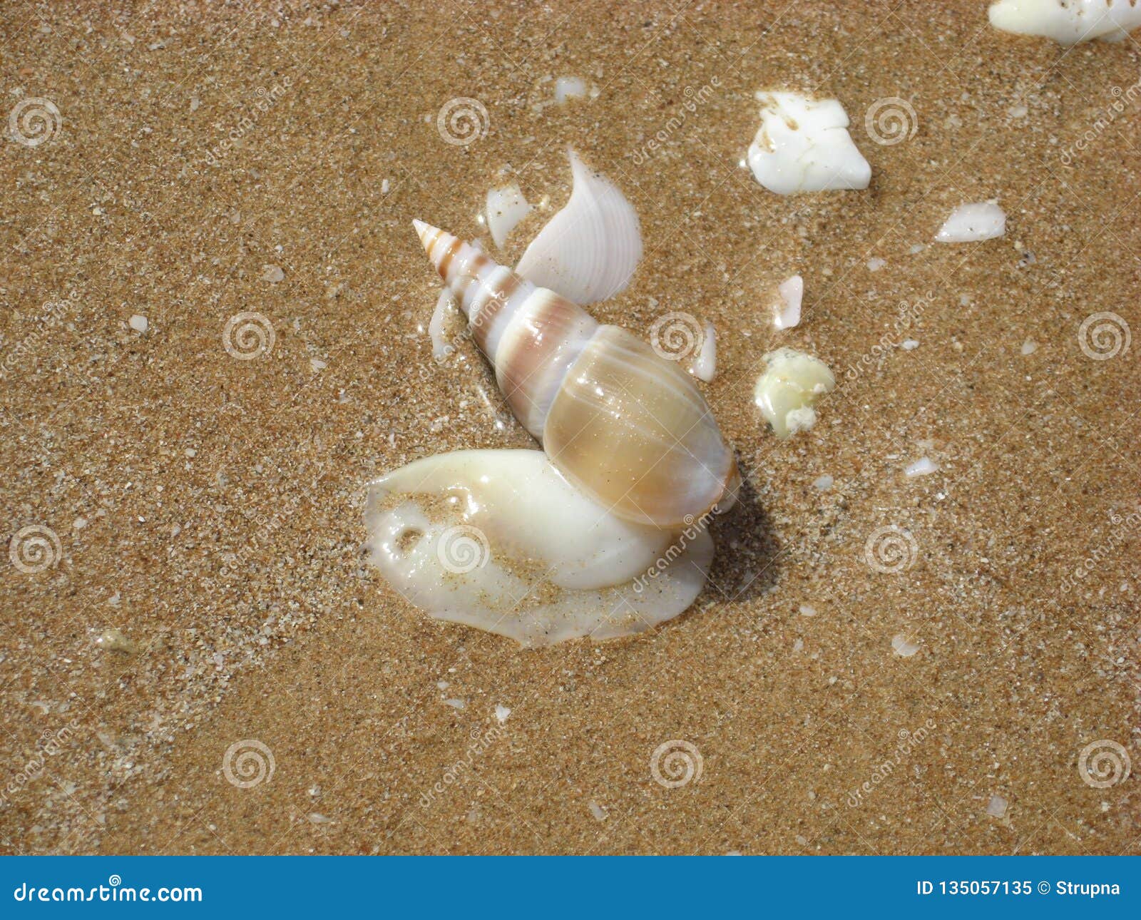 Sea mollusc Terebra stock image. Image of snail, nature - 135057135