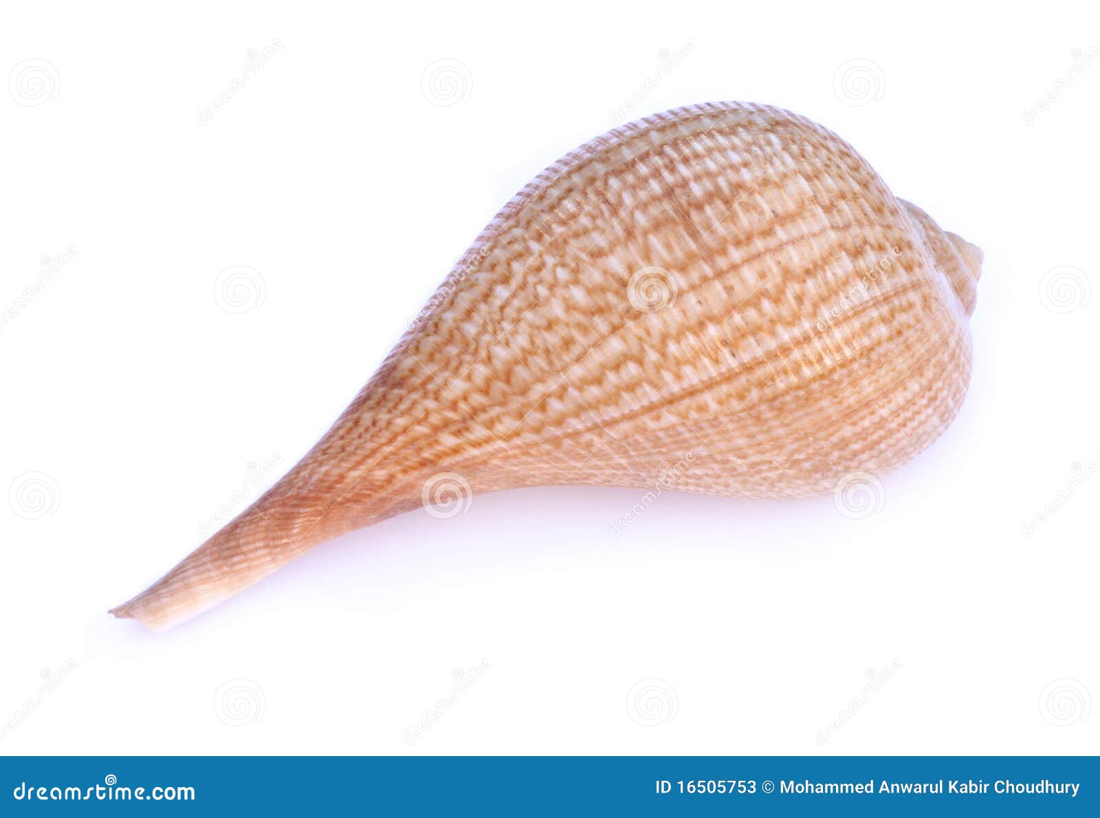 Sea mollusk shell stock image. Image of beautiful, decoration - 16505753