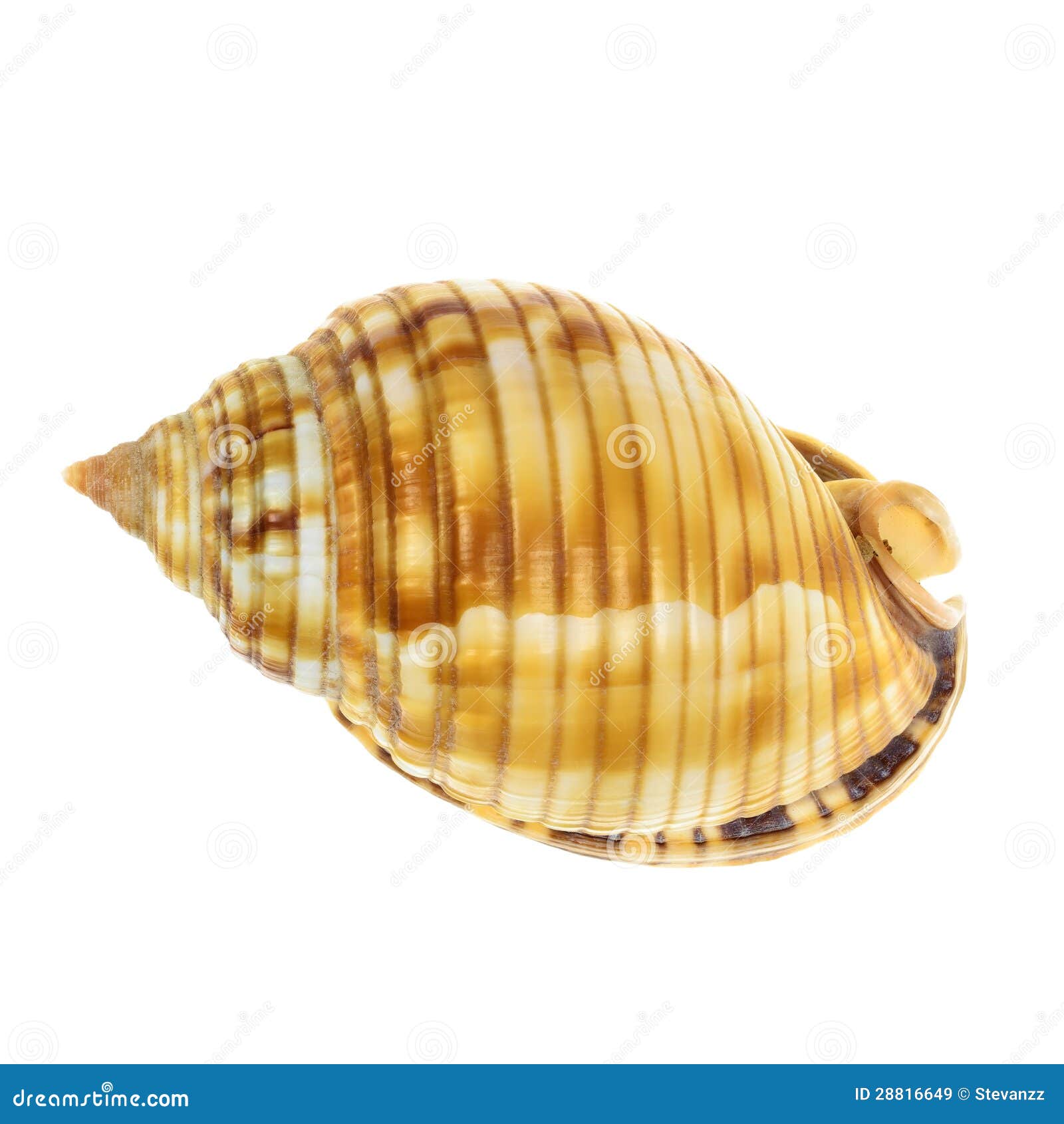 Sea Mollusk Shell Isolated on White Background Stock Image - Image of ...
