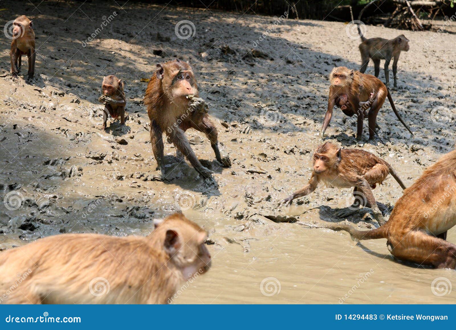 Sea monkey stock image. Image of monkies, crab, macaque - 14294483