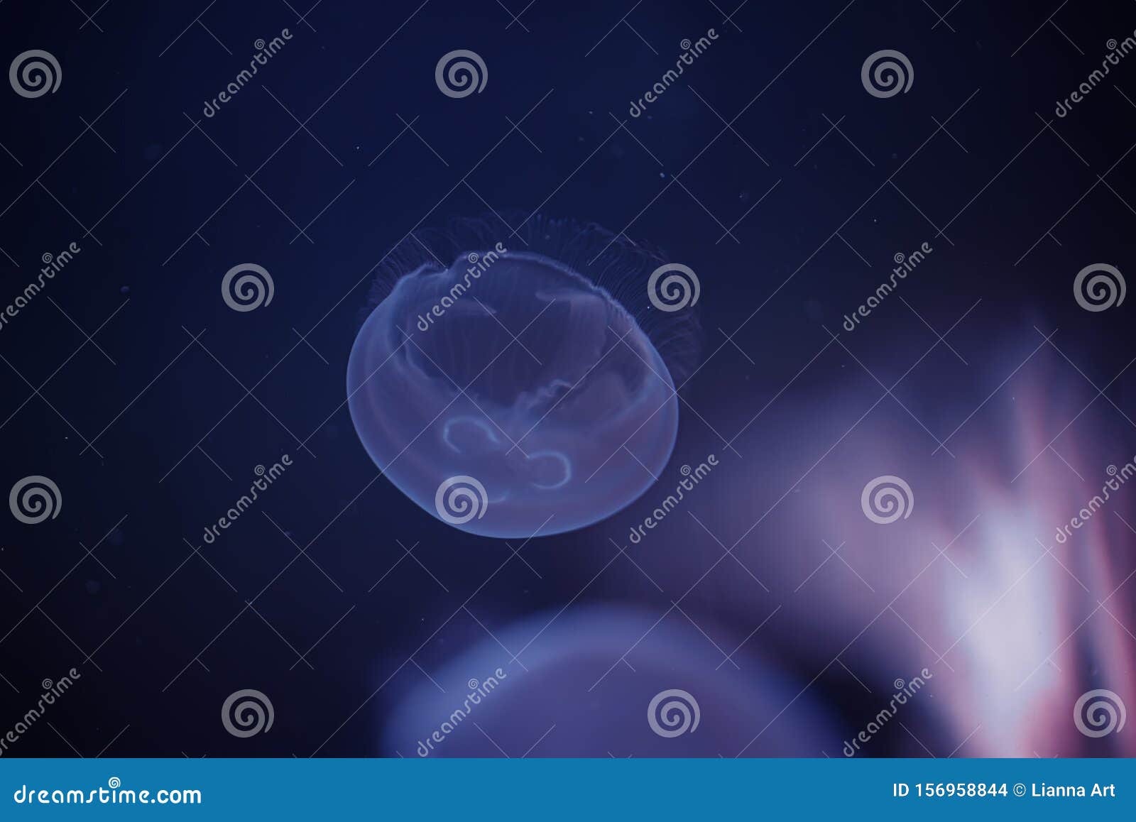 Sea Moon Jellyfish in the Deep Dark Blue Water Stock Photo - Image of ...