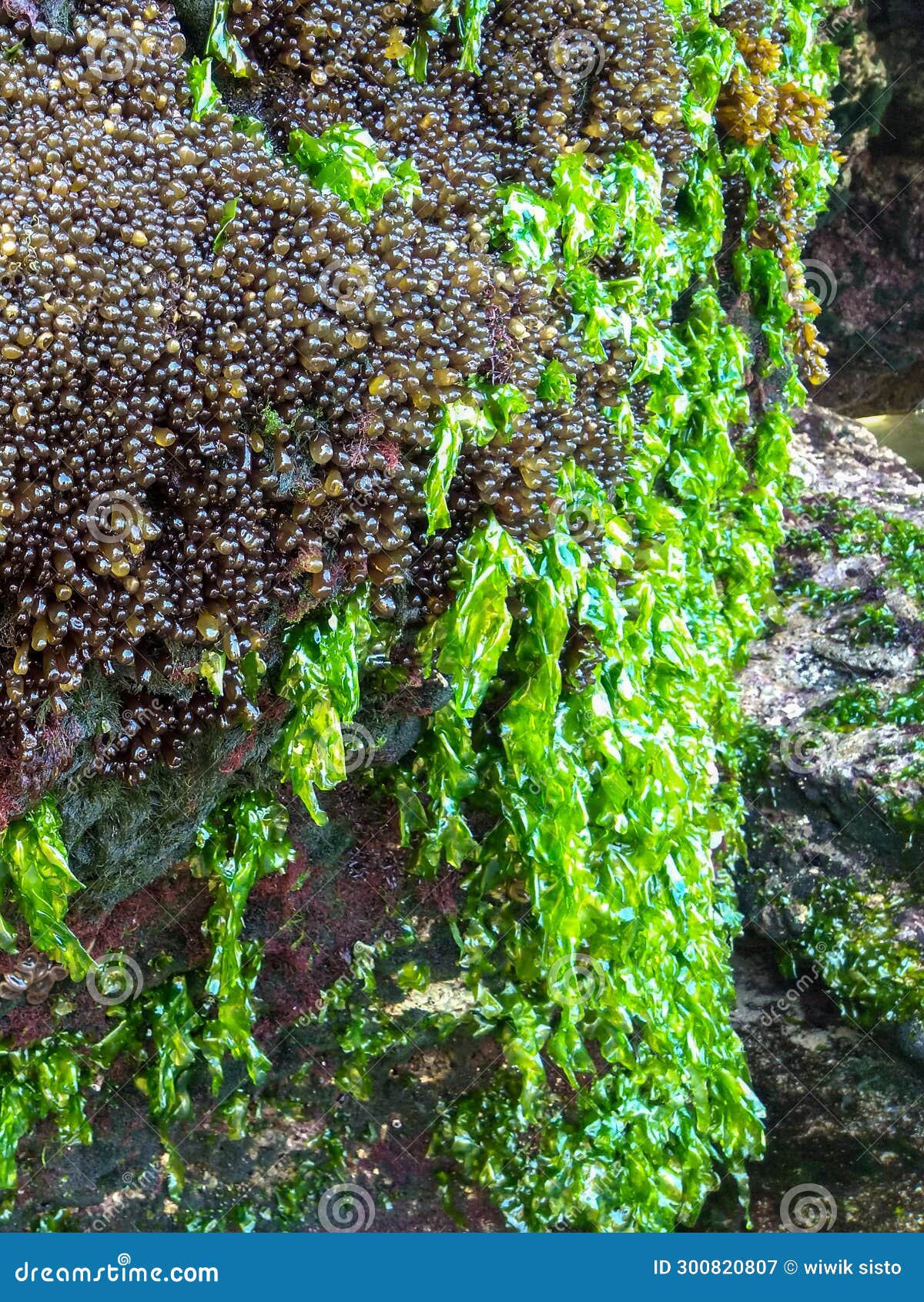 Sea Moss Attached To the Surface of Coral Stock Image - Image of ...