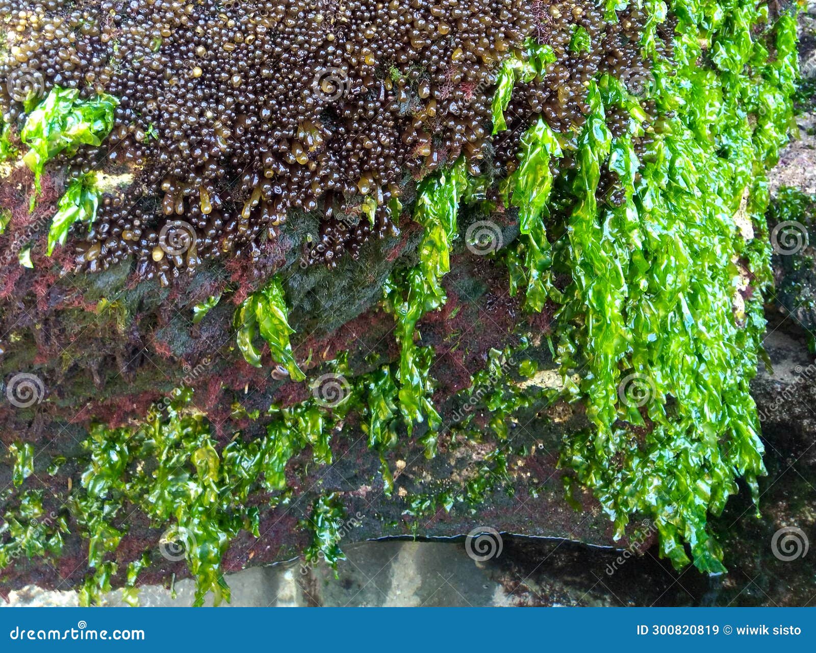 Sea Moss Attached To the Surface of Coral Stock Image - Image of ...