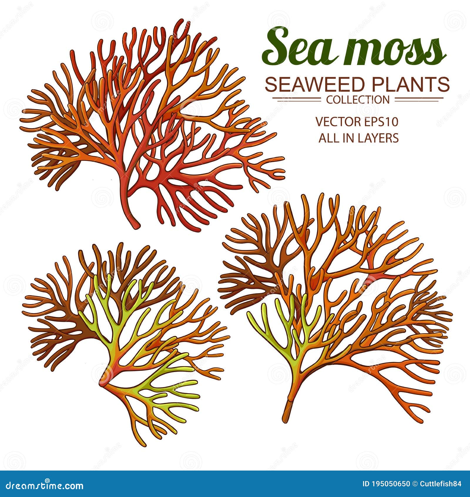 Sea Moss Stock Illustrations – 509 Sea Moss Stock Illustrations ...