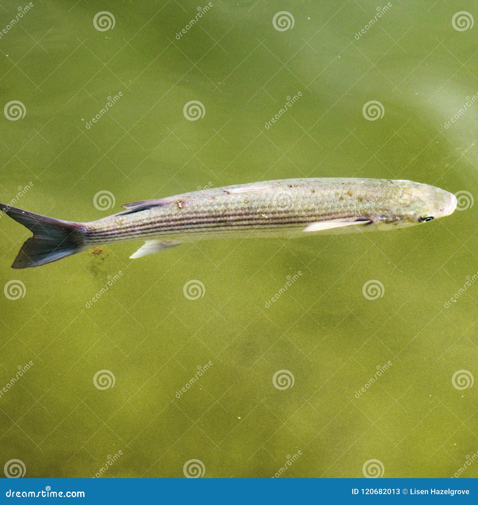 Sea Mullet stock image. Image of water, marina, mullet - 120682013