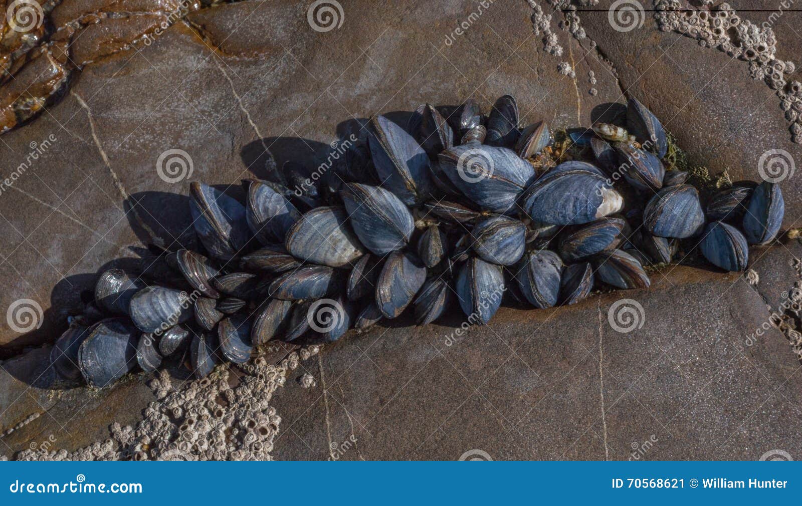 Sea muscles on rocks stock image. Image of fine, dinner - 70568621
