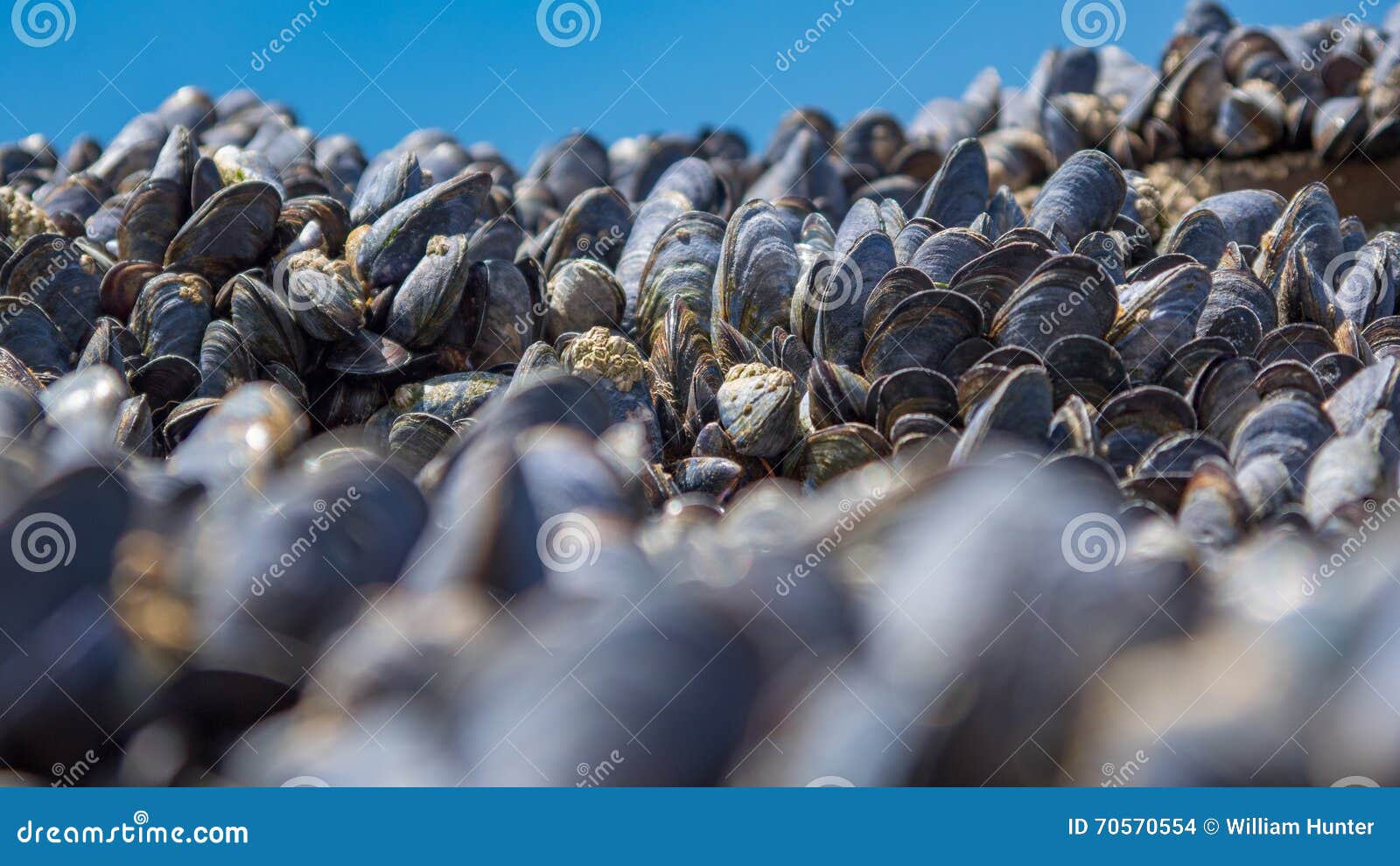 Sea muscles on rocks stock photo. Image of mollusk, alive - 70570554