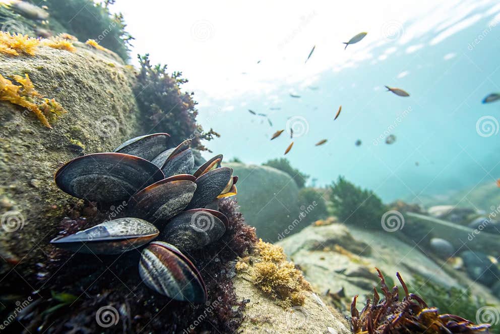 Sea Mussels on Shore stock illustration. Illustration of life - 357341074
