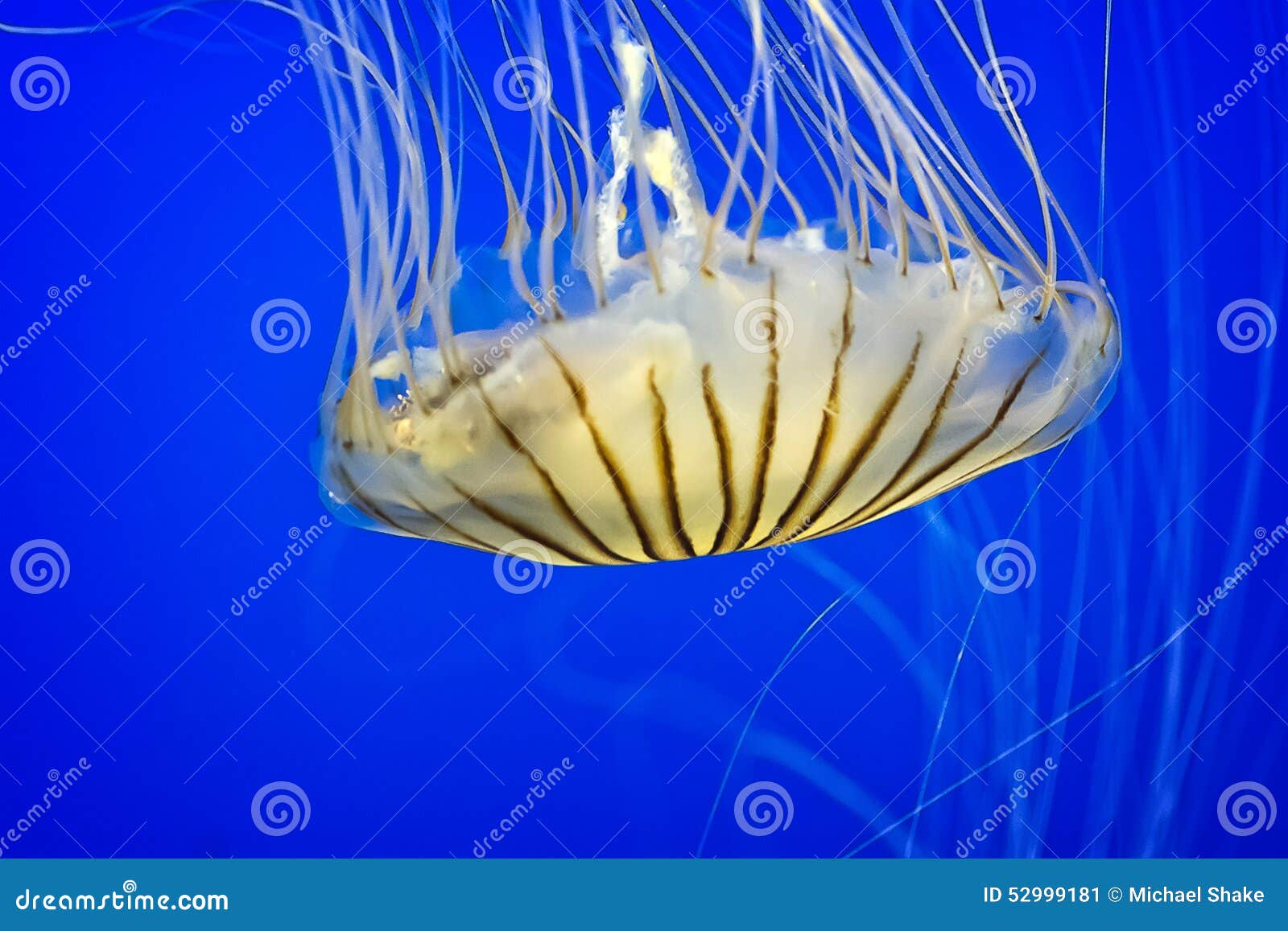Sea Nettle stock image. Image of gelatinous, life, beautiful - 52999181
