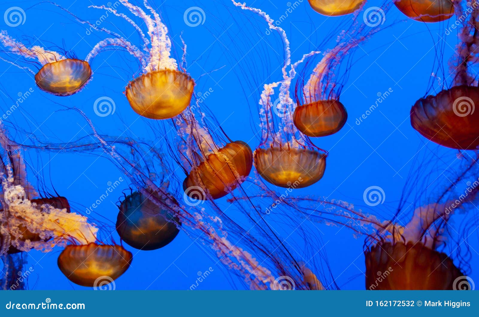 Sea Nettle a Type of Jelly Fish Stock Photo - Image of beautiful, color ...