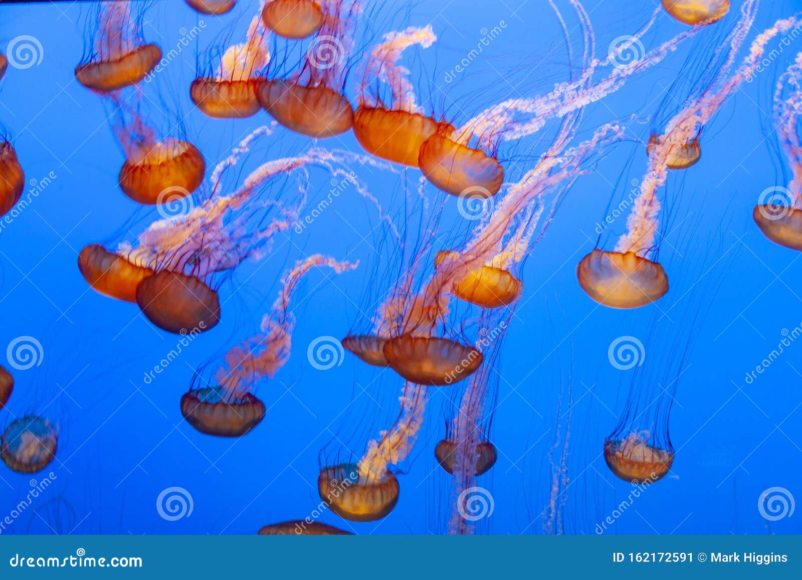 Sea Nettle a Type of Jelly Fish Stock Image - Image of nettles, float ...