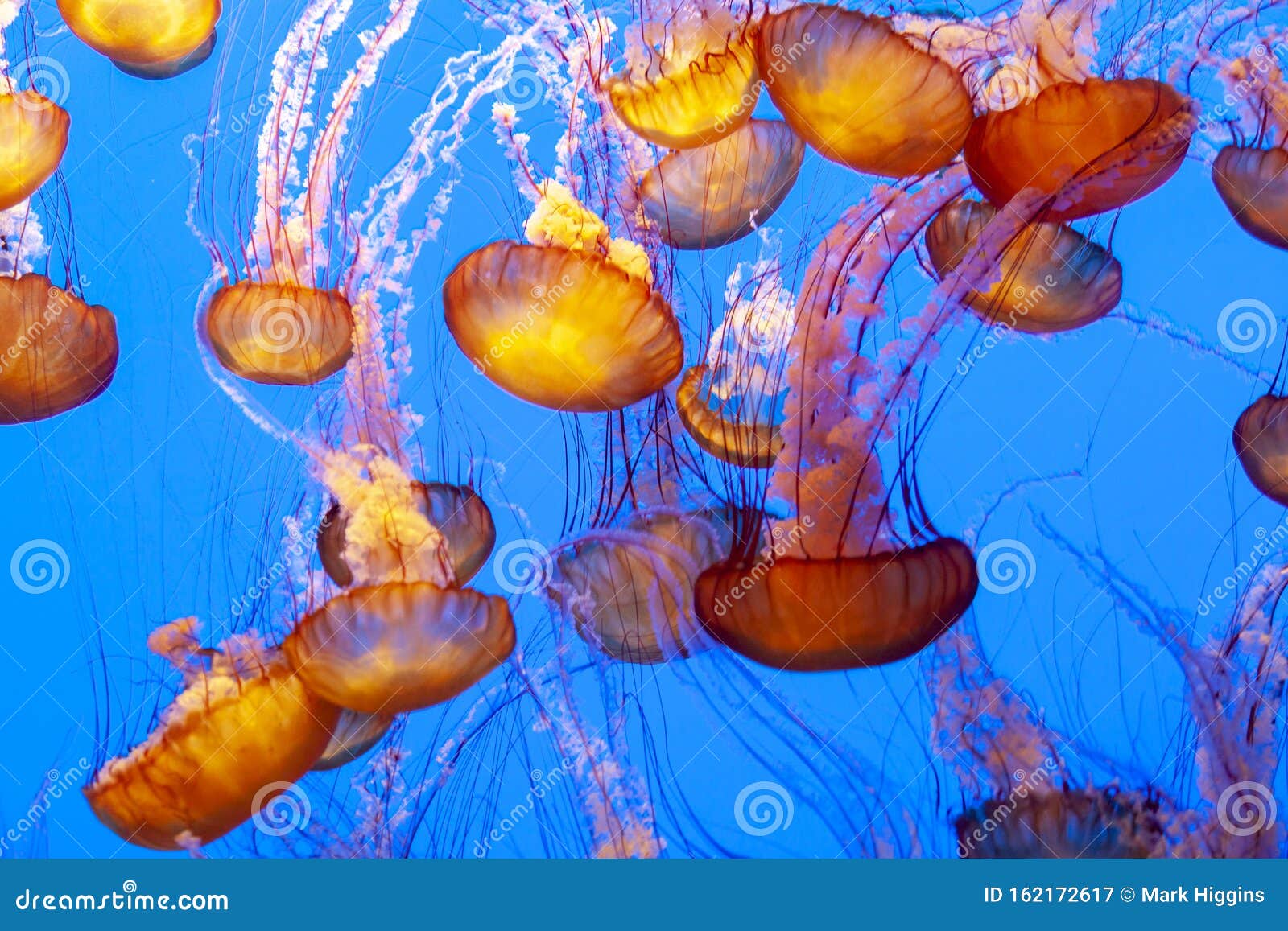 Sea Nettle a Type of Jelly Fish Stock Image - Image of nettles, danger ...