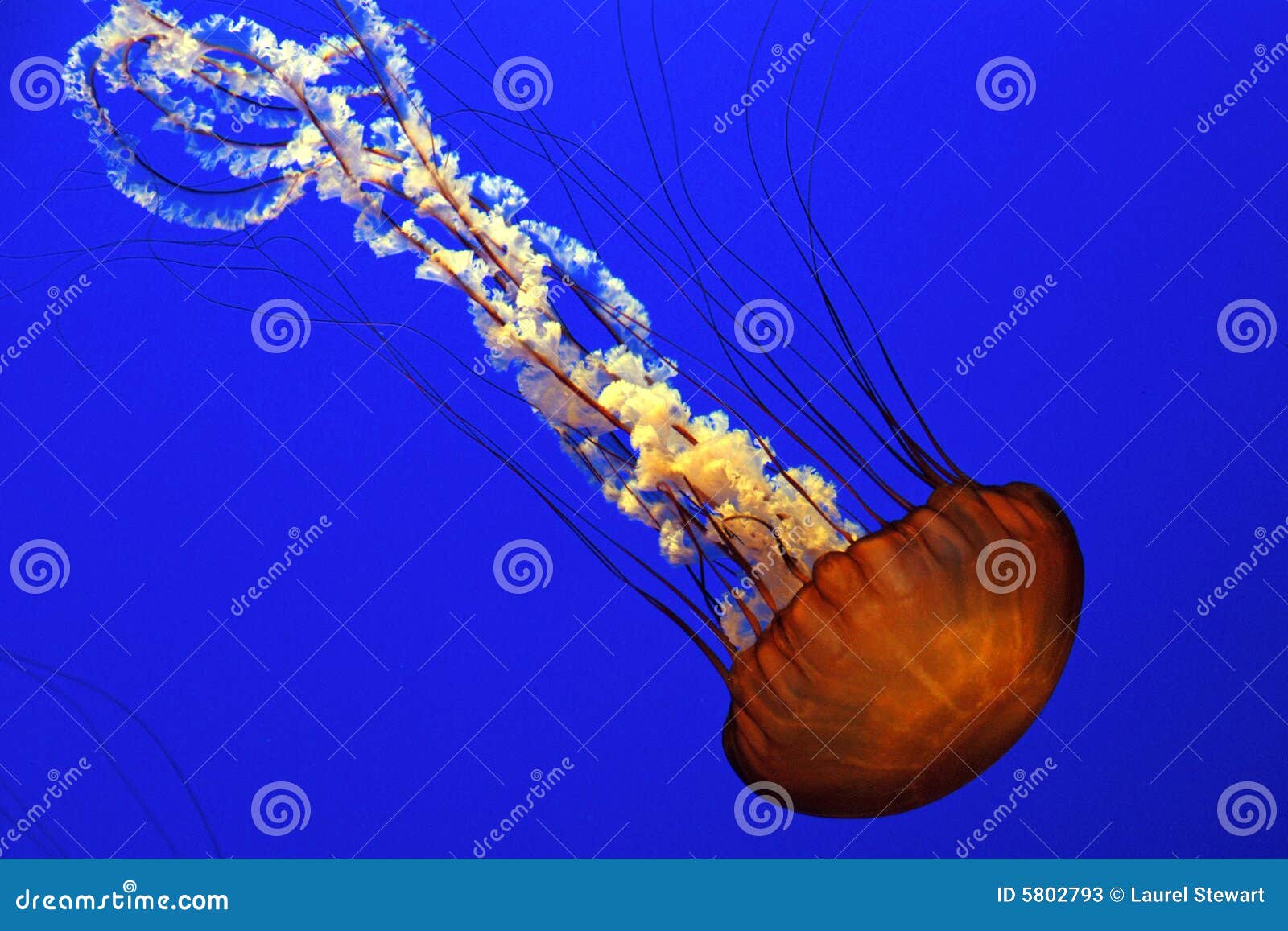Sea nettle jellyfish stock image. Image of jelly, invertebrate - 5802793