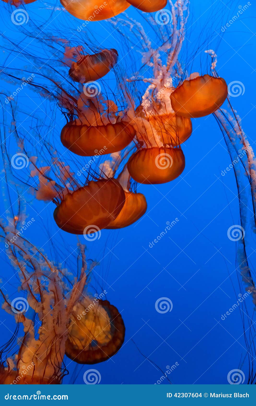 Sea Nettle Jellyfish stock photo. Image of deep, marine - 42307604
