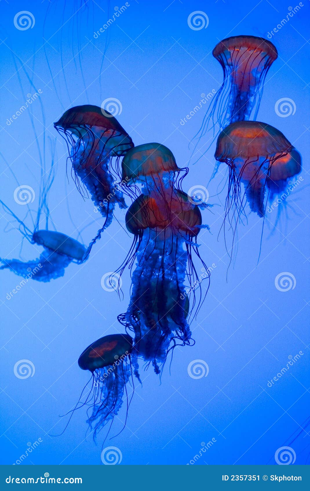 Sea Nettles stock image. Image of predator, underwater - 2357351