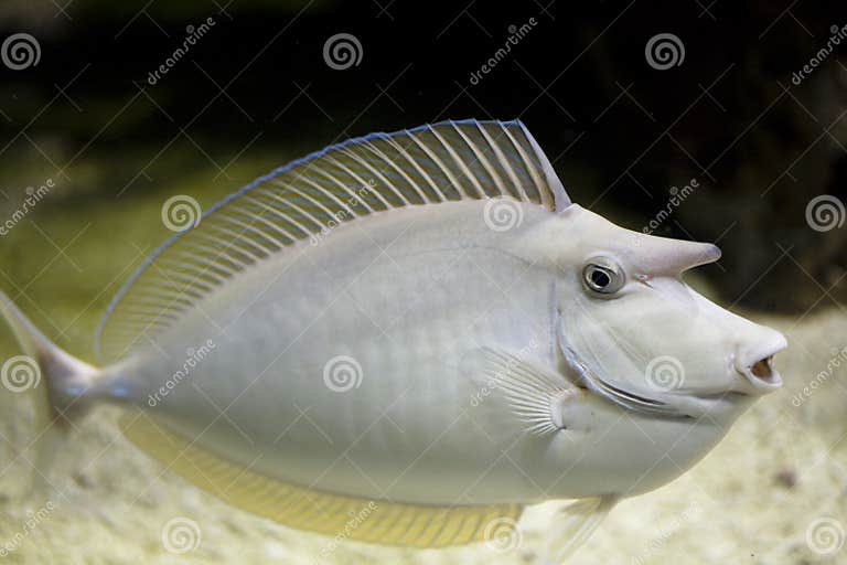 Sea nose fish stock photo. Image of marine, saltwater - 7409426