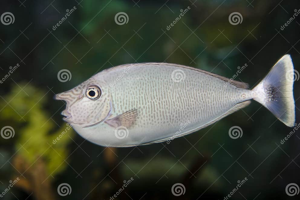 Sea nose fish stock photo. Image of reef, tropical, creature - 7410620