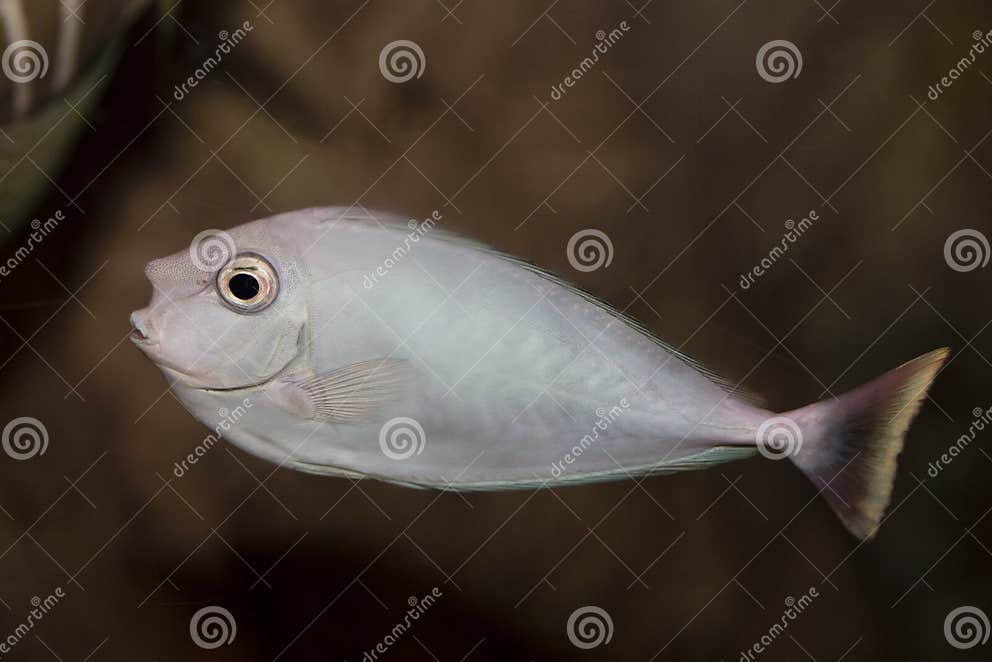 Sea nose fish stock photo. Image of water, saltwater, creature - 7410942