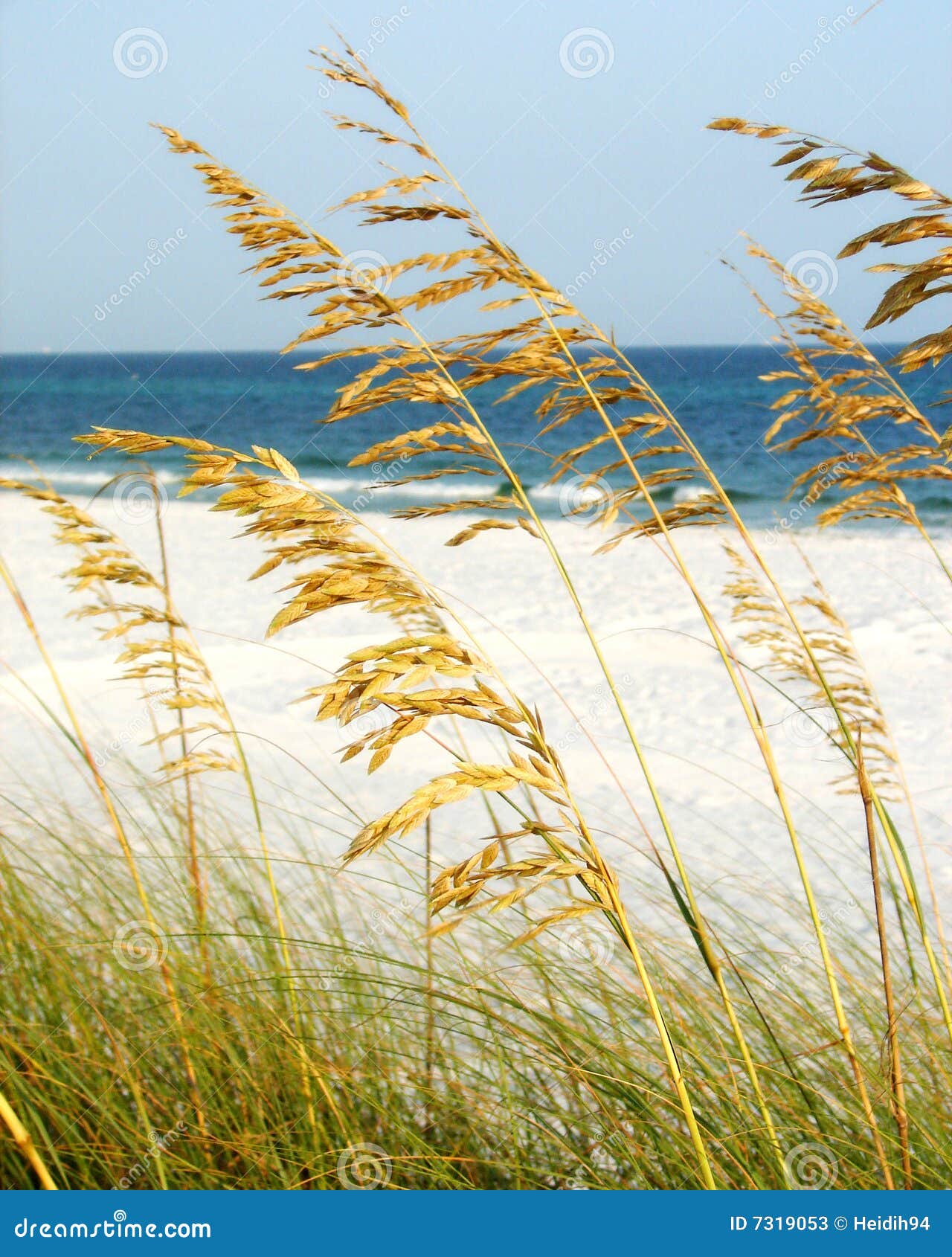 Sea oats stock image. Image of oats, blue, ocean, surf - 7319053