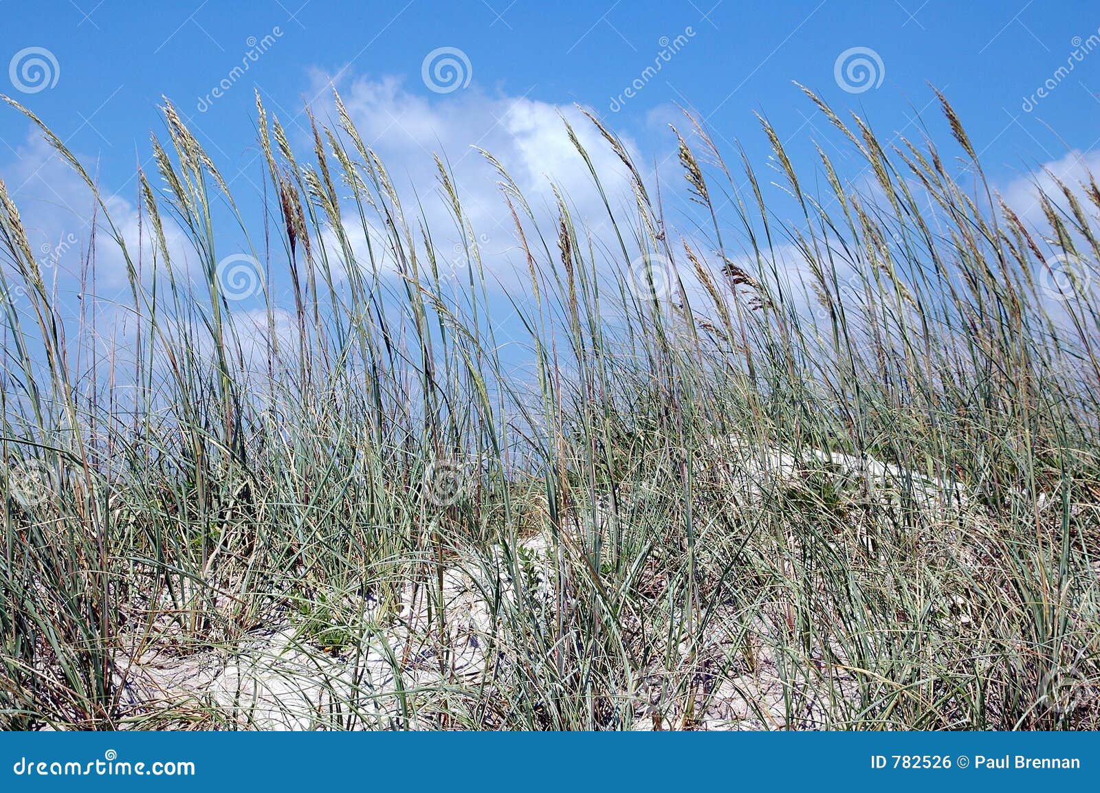 Sea Oats stock photo. Image of clouds, outdoors, oats, plants - 782526