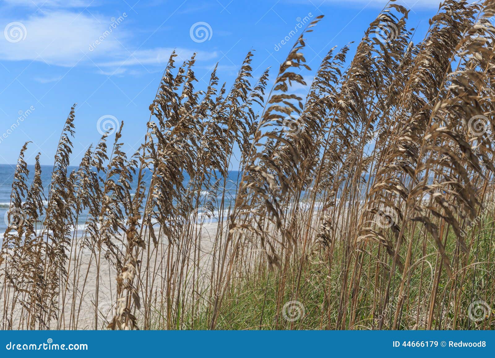 Sea Oats on the Atlantic stock image. Image of colony - 44666179
