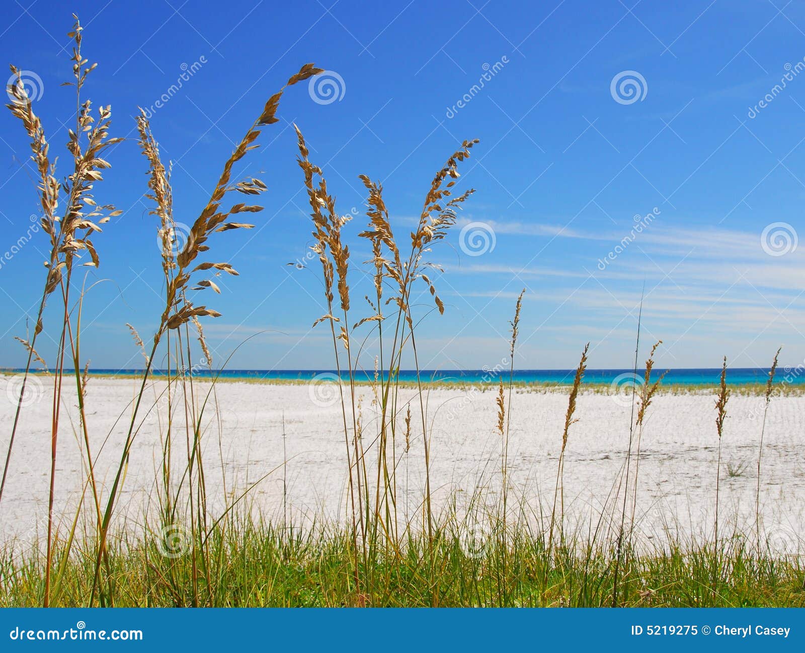 Sea Oats at Beach stock image. Image of island, coast - 5219275
