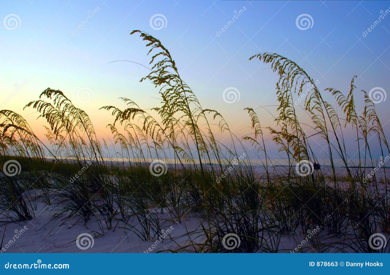 Sea Oats at Sunrise stock image. Image of calming, beauty - 878663